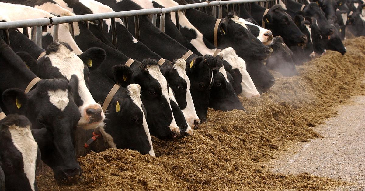 CNCPS als aanvulling op het VEM-systeem - Eurofins Agro