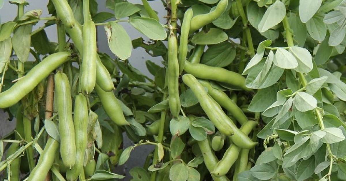 Veldbonen en stikstof - Eurofins Agro