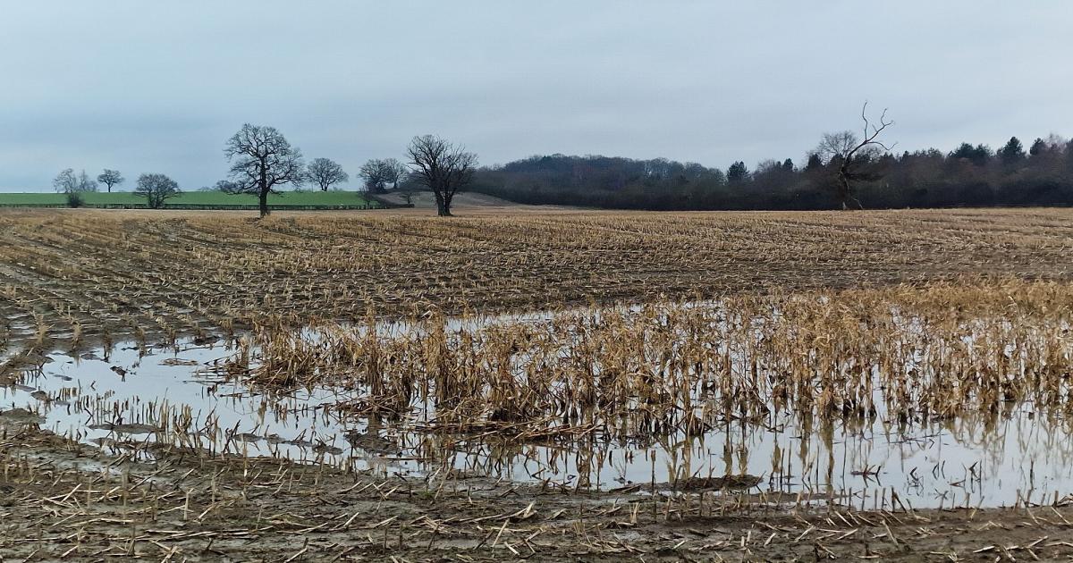 Flooded fields: what is the effect on soil? - Eurofins Agro
