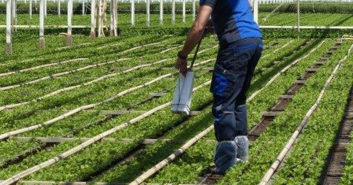 Video: How to take a greenhouse soil sample? - Eurofins Agro