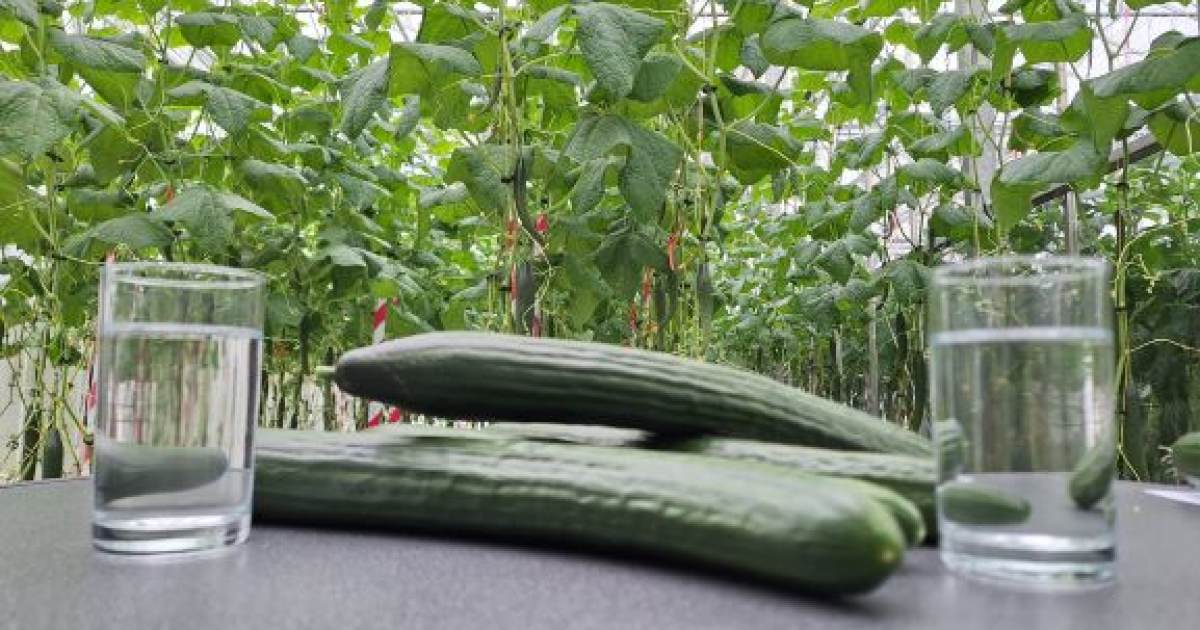 Afvalwater hergebruiken in de glastuinbouw - Eurofins Agro