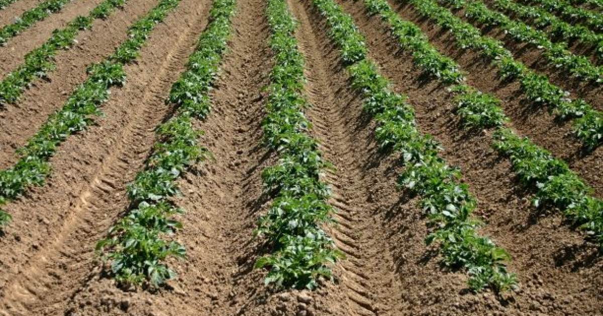 Bemesting volgens 4J-principe - Eurofins Agro