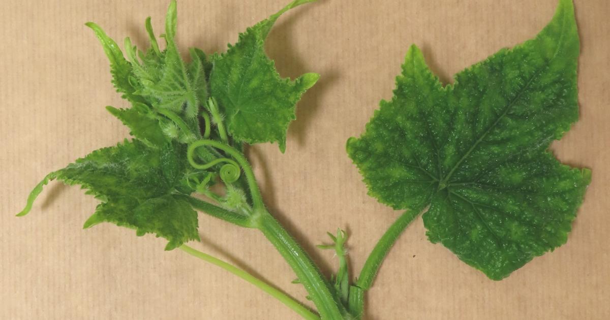 Plant virus testing at Eurofins - Eurofins Agro