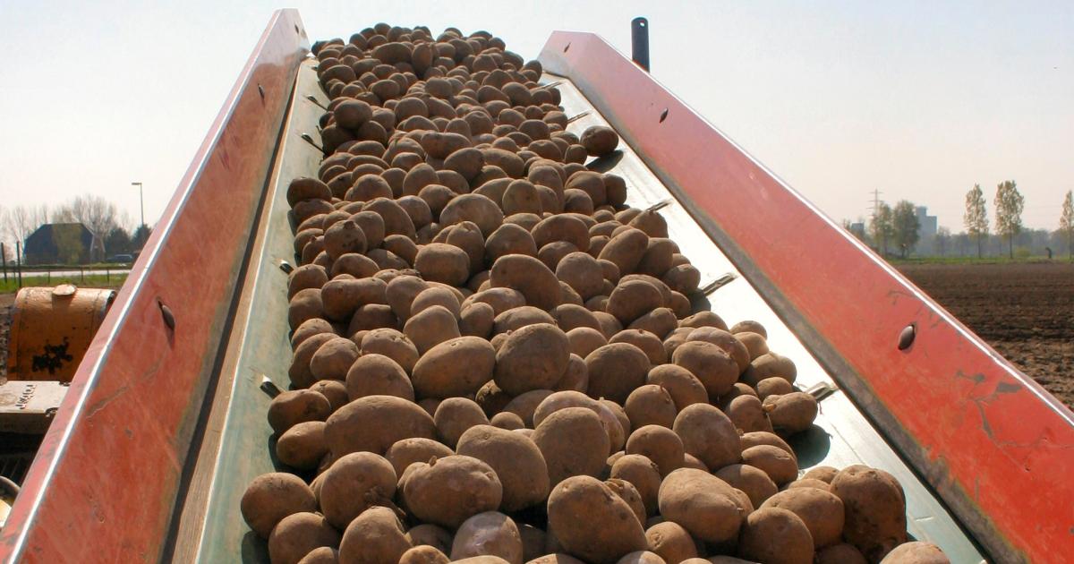 Potato residue testing - Eurofins Agro