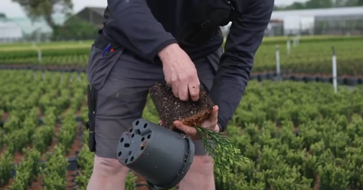 Video: How to take a potting soil sample? - Eurofins Agro