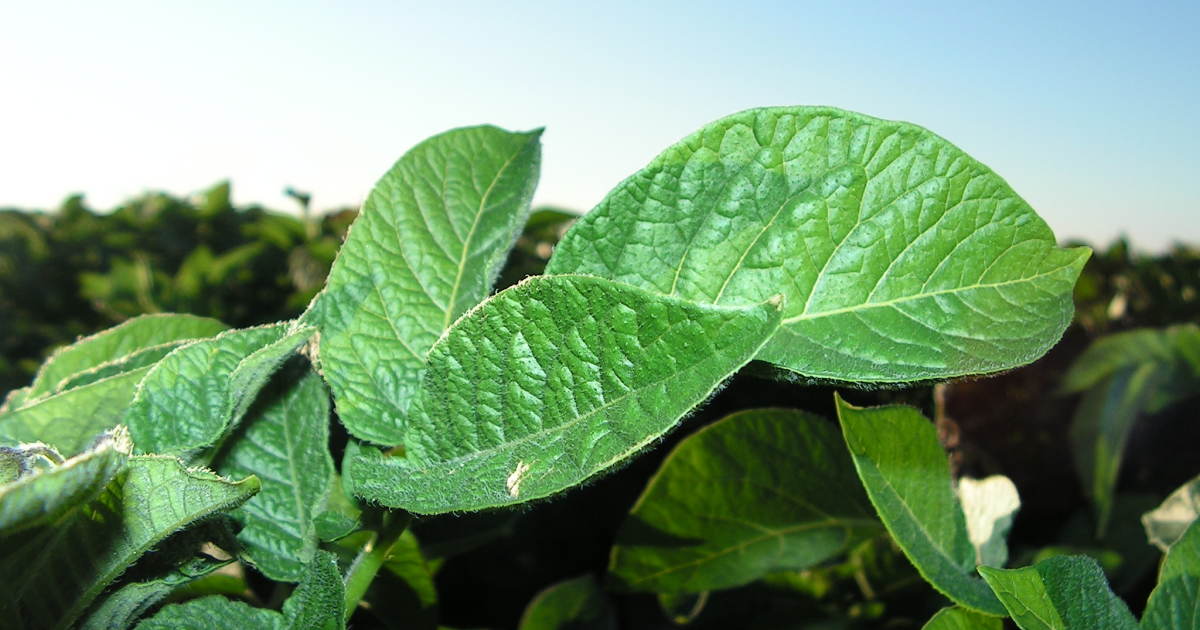 Crop Check - Eurofins Agro