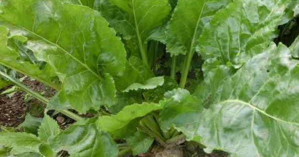 Crop Check - Eurofins Agro