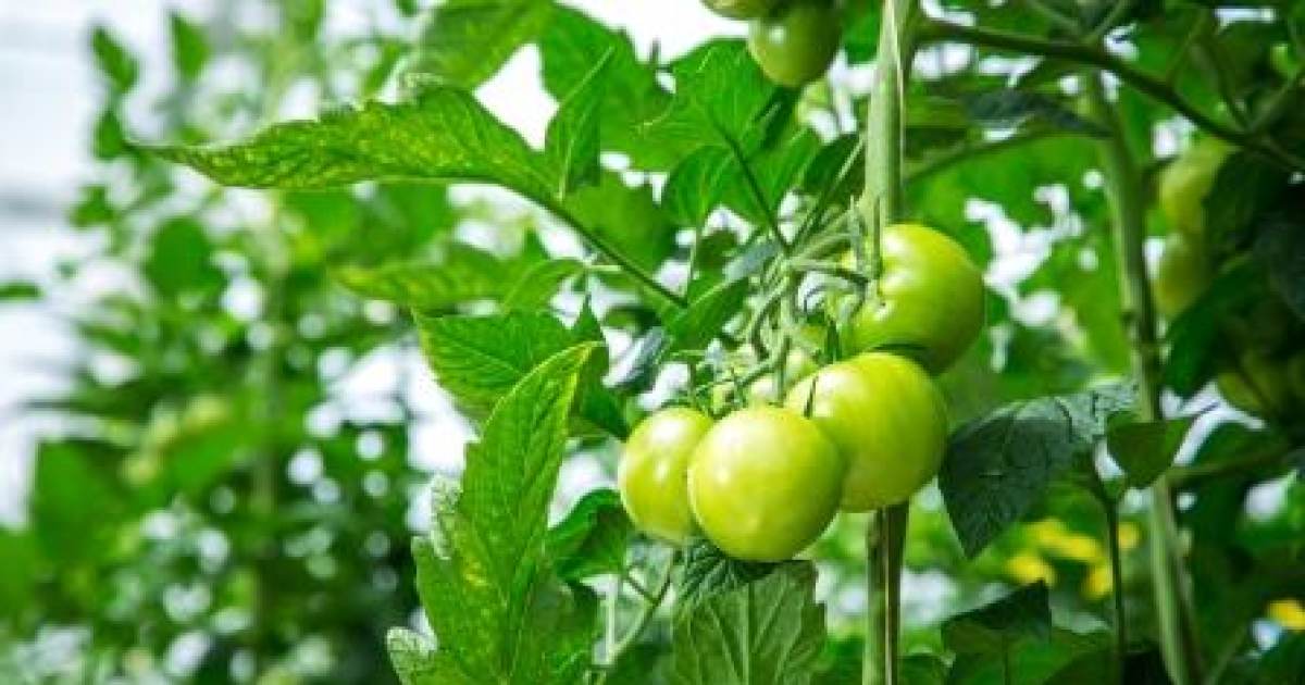 Crop Check (Horti) - Eurofins Agro