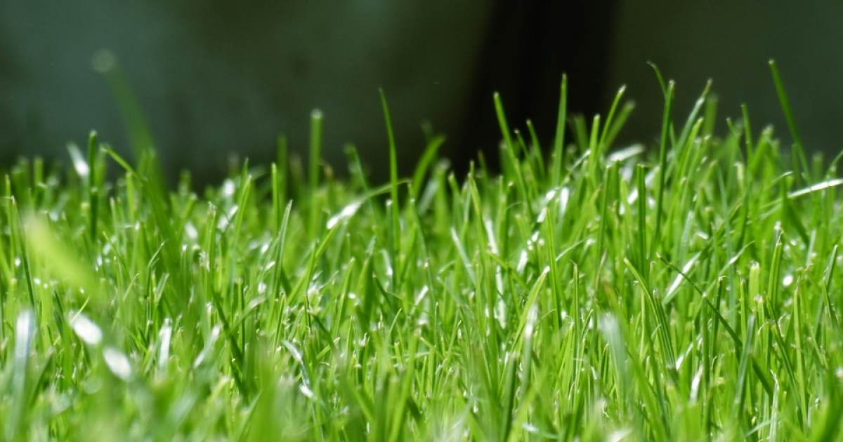 Fresh grass Check - Eurofins Agro