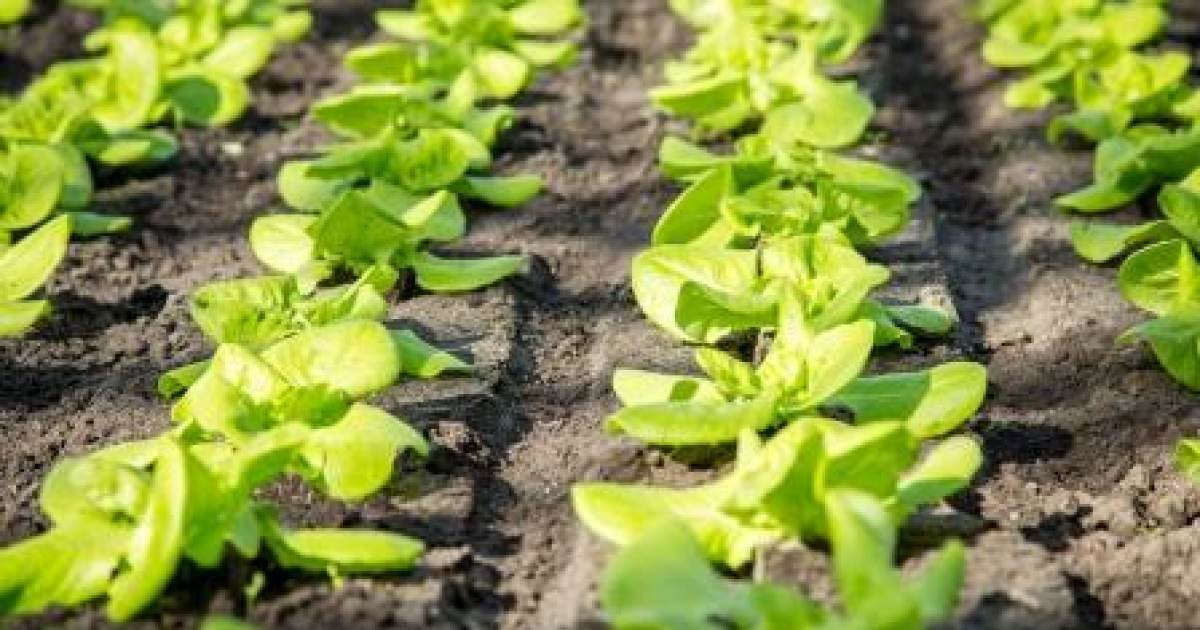 Insight into the nutrient supply in the soil - Eurofins Agro