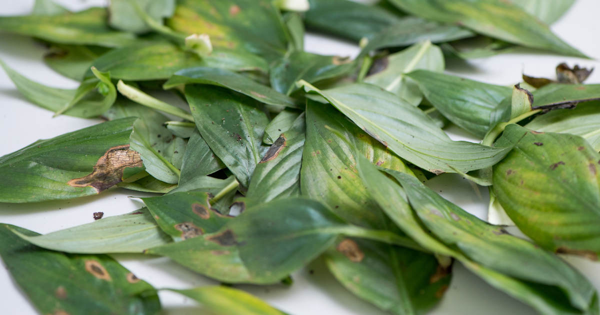 PlantDoctors doctor make the diagnosis quickly and reliably - Eurofins Agro