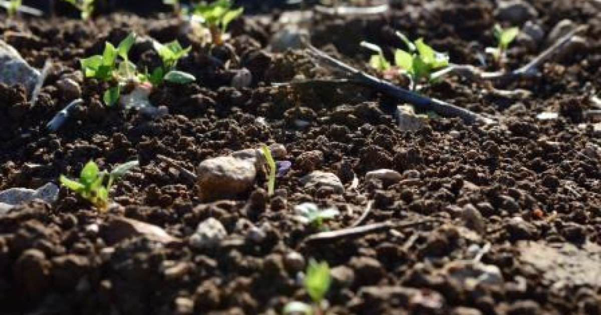 Which micro-organisms are present in your soil? - Eurofins Agro